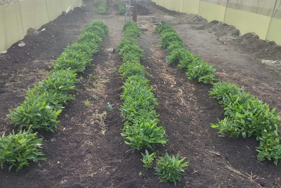 Eselenkei Scheme – Buffalo Merchants