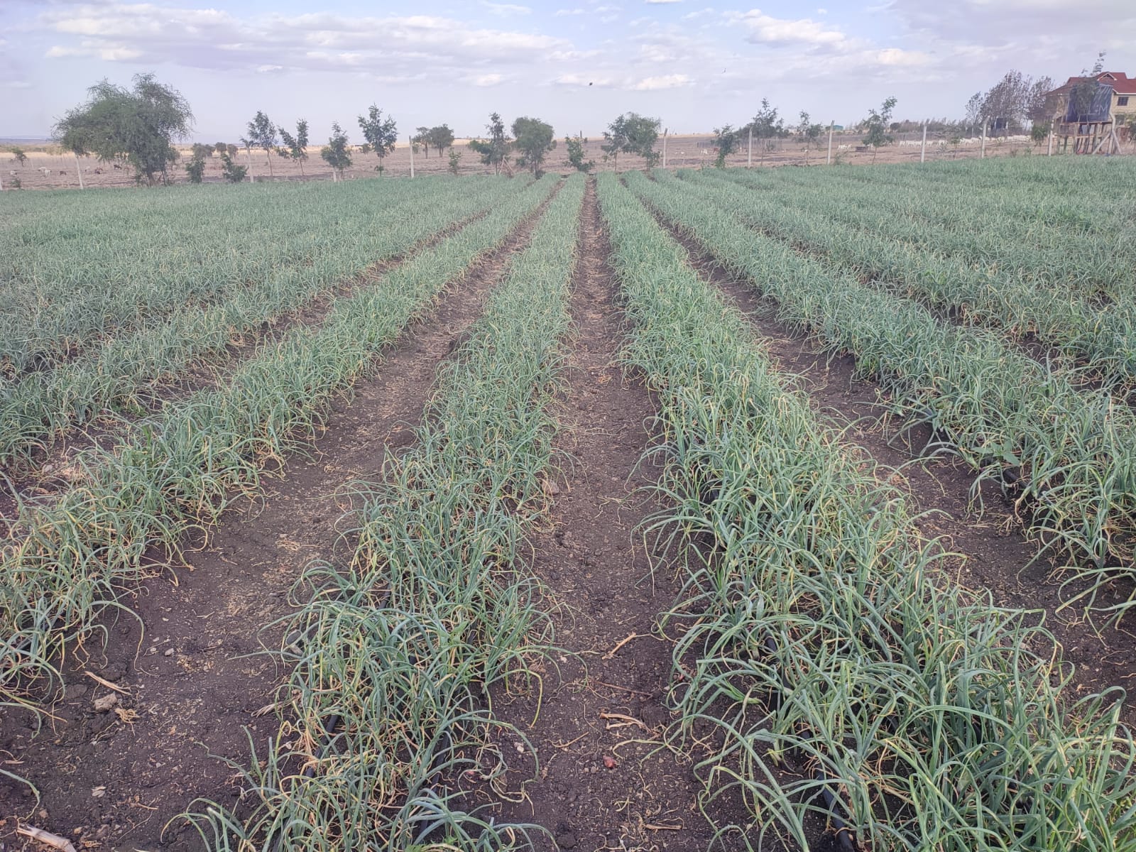 Eselenkei Scheme – Buffalo Merchants